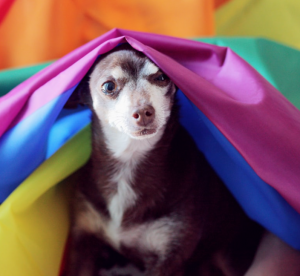 New Study: Adopting A Dog Strengthens Gay Couples’ Relationships | The ...